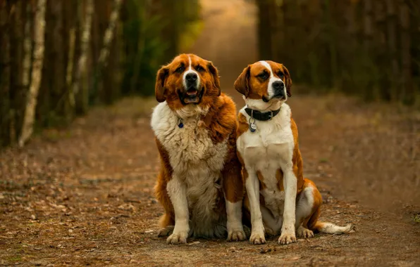 Wallpaper road, autumn, forest, dogs, look, trees, nature, pose for ...