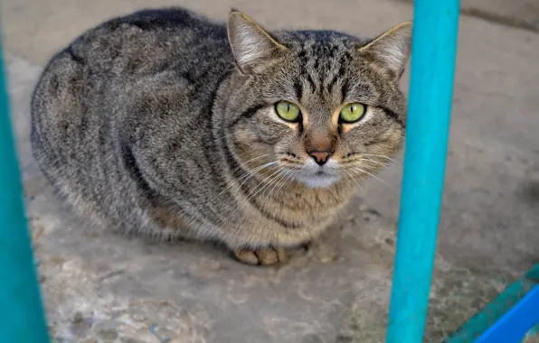 Wallpaper cat, look, hobo, street for mobile and desktop, section кошки ...