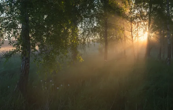 Wallpaper forest, grass, rays, light, fog, morning, birch, grove for ...