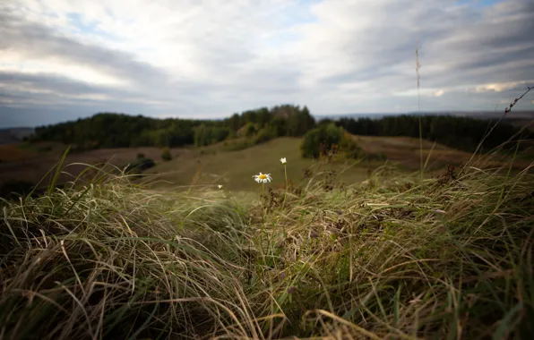 Download wallpaper field, summer, Daisy, section nature in resolution ...