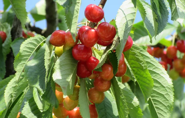 Wallpaper Leaves, Berries, Cherry, Meduzanol ©, Spring 2018 for mobile ...
