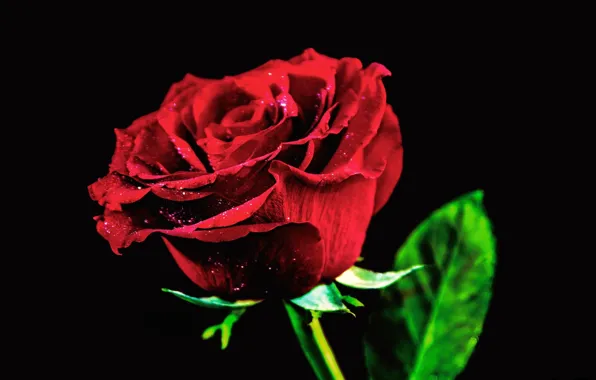 Wallpaper rose, minimalism, red rose, black background for mobile and ...