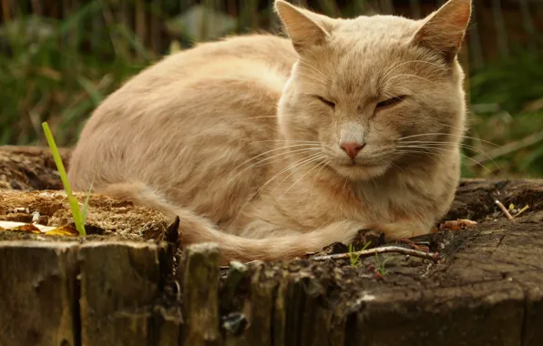 Download wallpaper cat, Park, on the stump, section cats in resolution ...