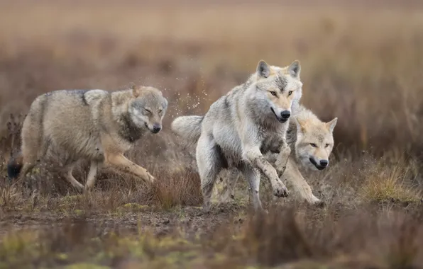 Wolf Pack Running Wallpaper