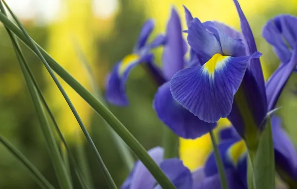 Wallpaper macro, bokeh, iris for mobile and desktop, section цветы, resolution 1922x1208 - download