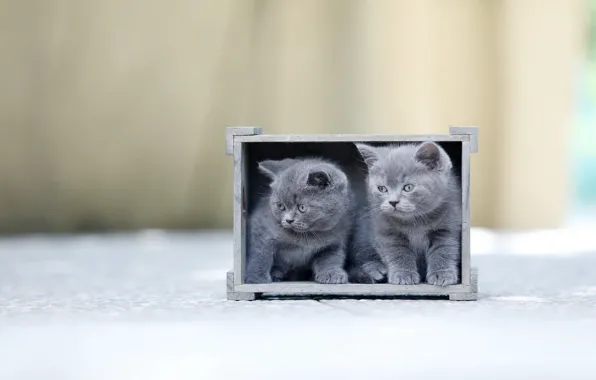 Download wallpaper cats, box, kittens, box, a couple, two kittens ...