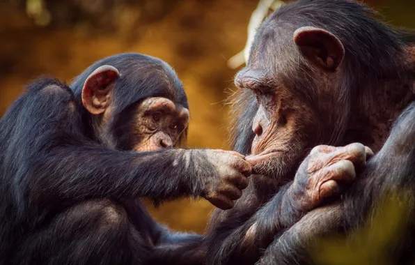 Wallpaper monkey, monkey, Caesar, Caesar, chimpanzees, Planet of the ...