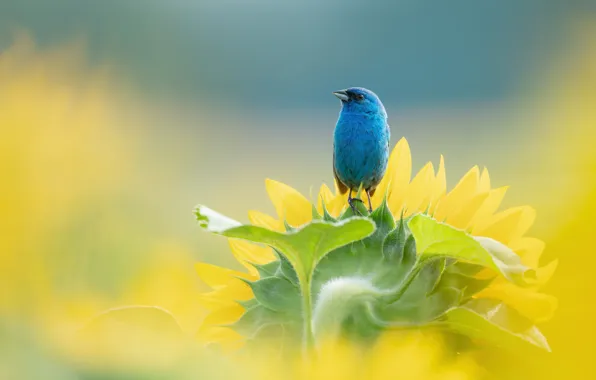 Wallpaper bird, sunflower, blue, sancopy cardinal for mobile and ...