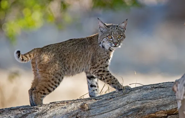 Cats desktop wallpapers - page 37