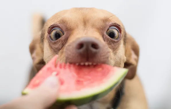 Download wallpaper face, dog, watermelon, nose, eyes, section dog in ...
