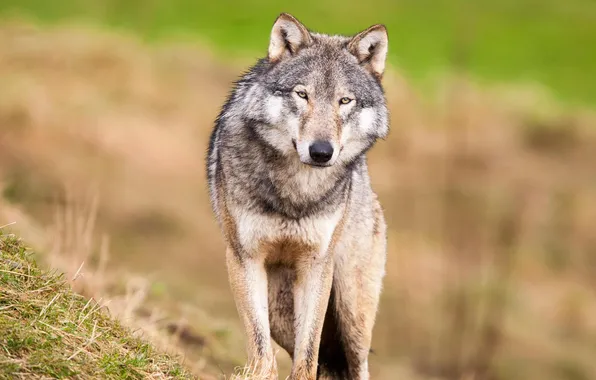 Wallpaper look, face, pose, grey, wolf for mobile and desktop, section ...