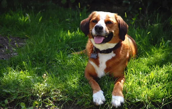 Wallpaper summer, grass, dog images for desktop, section собаки - download