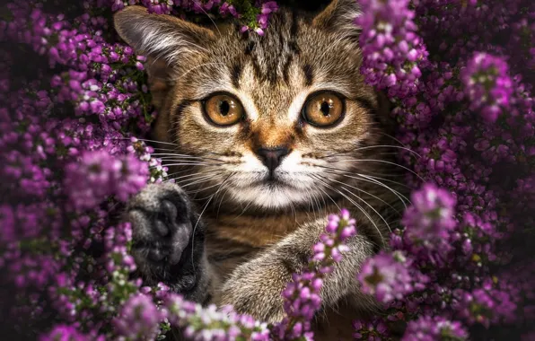 Wallpaper cat, look, pose, kitty, cute, kitty, face, Milota images for ...