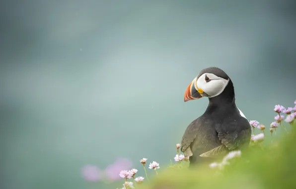 Wallpaper flowers, nature, background, bird, stalled, bokeh, Atlantic ...
