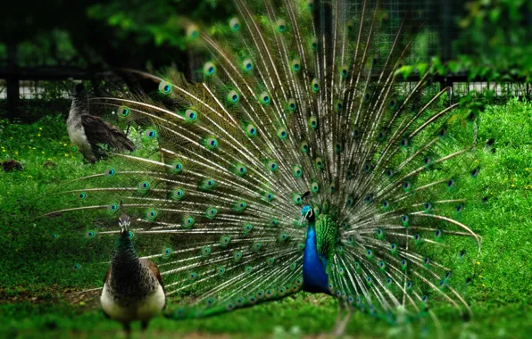 Wallpaper grass, Park, animal, bird, peacock, peacocks in the Park ...