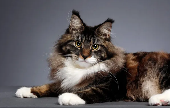 Wallpaper cat, cat, look, pose, background, muzzle, Maine Coon, Studio ...