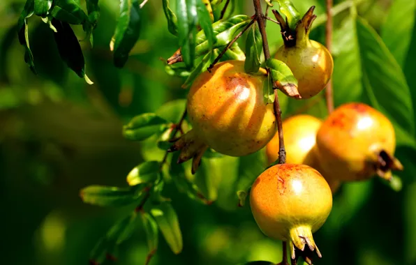 Wallpaper leaves, light, nature, branch, fruit, grenades, bokeh, hang ...
