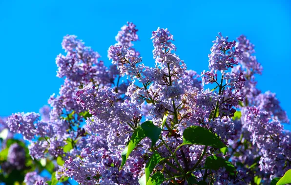 Wallpaper leaves, light, flowers, branches, blue, Bush, spring ...