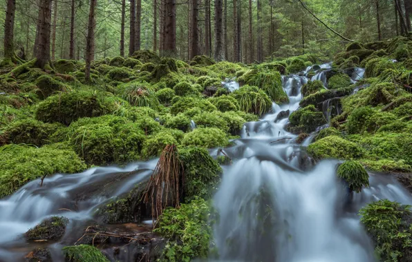 Wallpaper forest, waterfall, Oregon, river, fern, Oregon, Columbia ...