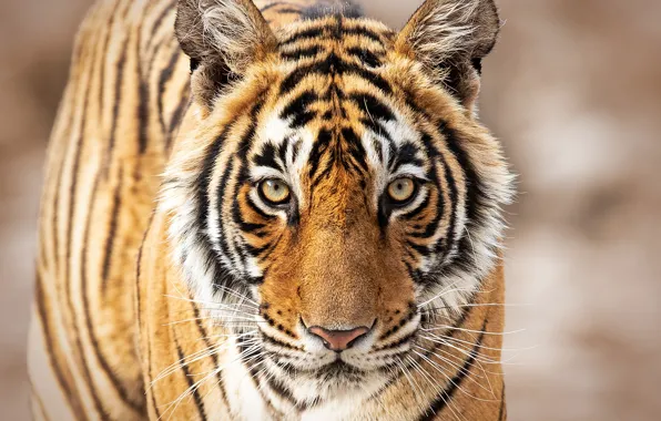 Download wallpaper look, face, tiger, wild cat, bokeh, section cats in resolution 1920x1080