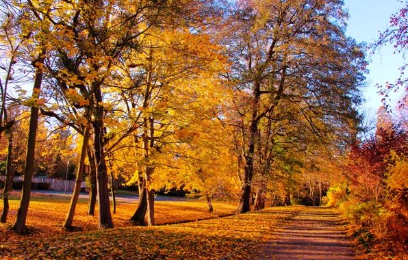 Download wallpaper yellow, park, autumn, tree, sun, section landscapes ...