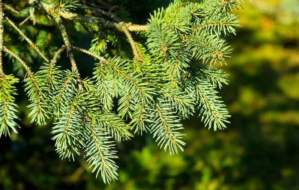 Wallpaper plant, spruce, twigs for mobile and desktop, section природа ...