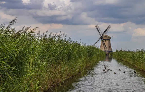 Wallpaper grass, thickets, shore, duck, reed, channel, river, pond ...