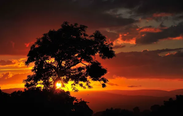 Wallpaper landscape, sunset, nature, tree, beauty for mobile and ...