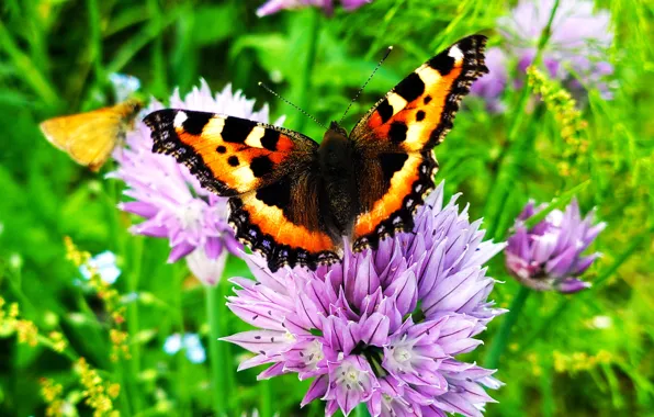 Wallpaper Greens Summer Flowers Butterfly For Mobile And Desktop