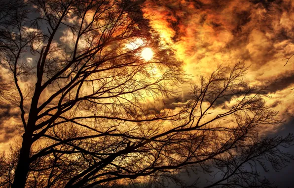 Wallpaper the sky, trees, the evening for mobile and desktop, section ...