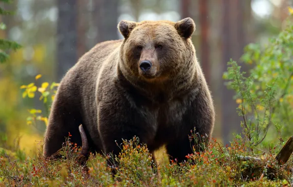 Download wallpaper forest, power, power, bear, section animals in ...