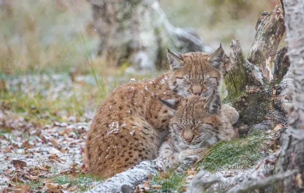 Download wallpaper nature, animal, color, lynx, pug, section cats in ...