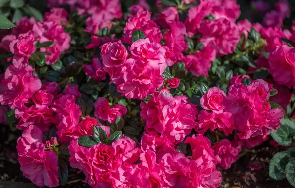 Wallpaper flowering, raspberry, Azalea for mobile and desktop, section ...