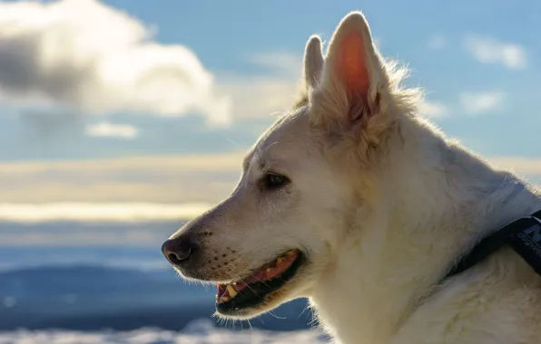 Wallpaper each, dog, profile for mobile and desktop, section собаки ...