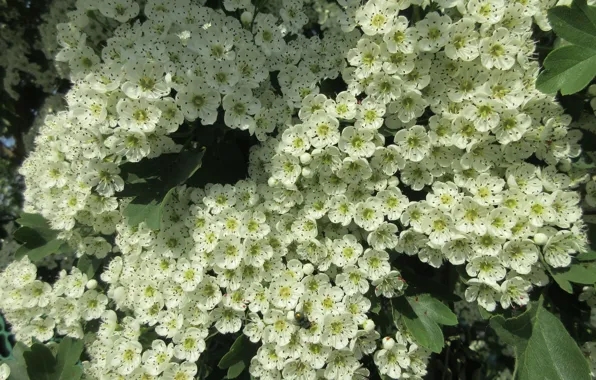 Wallpaper trees, flowers, white, a lot, spring 2018, Mamala © for ...