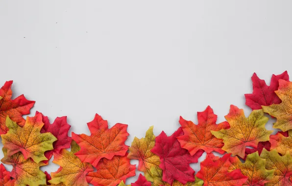 Wallpaper autumn, leaves, background, colorful, maple, background ...