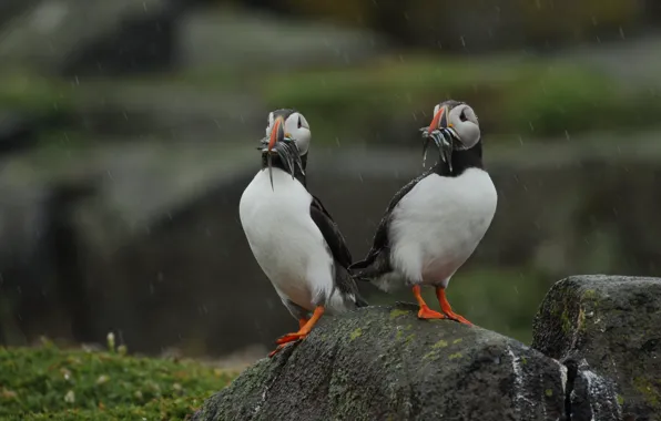 Wallpaper NATURE, STONE, PAIR, FISH, BIRDS, CATCH, DEADLOCKS images for ...