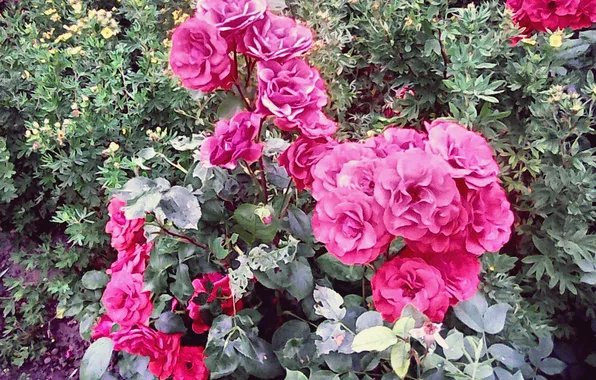 Wallpaper flowers, Summer 2025, Rosa Rodi for mobile and desktop ...