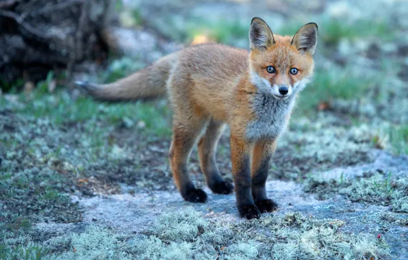 Wallpaper look, glade, moss, Fox, Fox for mobile and desktop, section ...