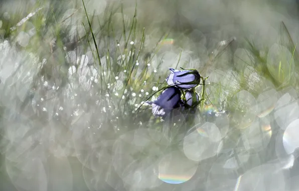 Wallpaper flowers, nature, background for mobile and desktop, section ...