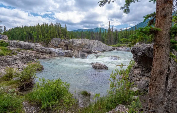 Wallpaper forest, nature, river, stream for mobile and desktop, section ...