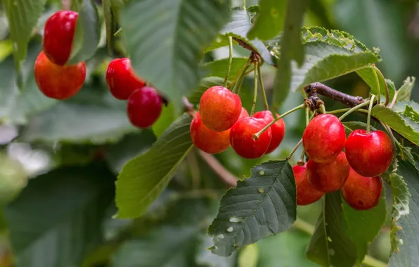 Wallpaper leaves, background, cherry for mobile and desktop, section ...