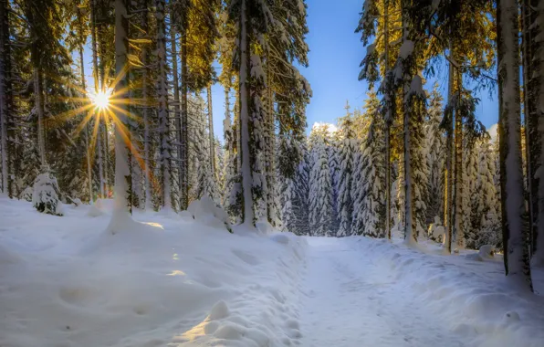 Wallpaper winter, forest, nature for mobile and desktop, section ...