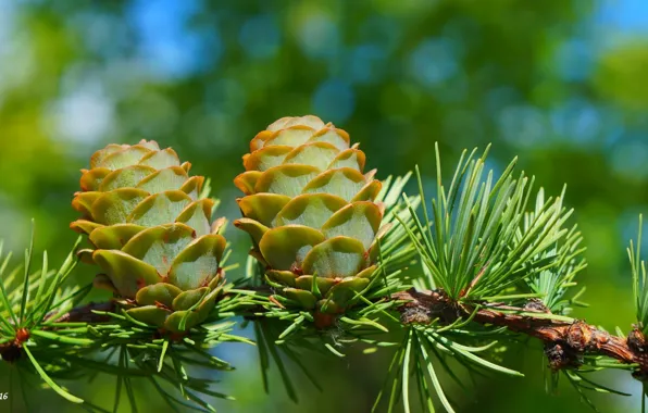 Wallpaper cones, pine, twig for mobile and desktop, section природа ...