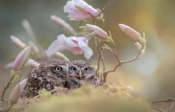 Wallpaper flowers, birds, branches, nature, owls, a couple, buds ...