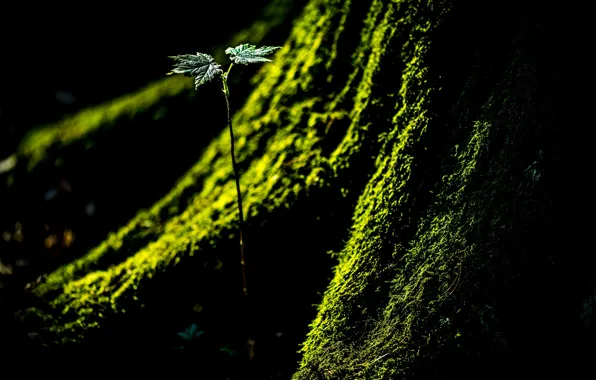 Wallpaper nature, tree, moss images for desktop, section природа - download