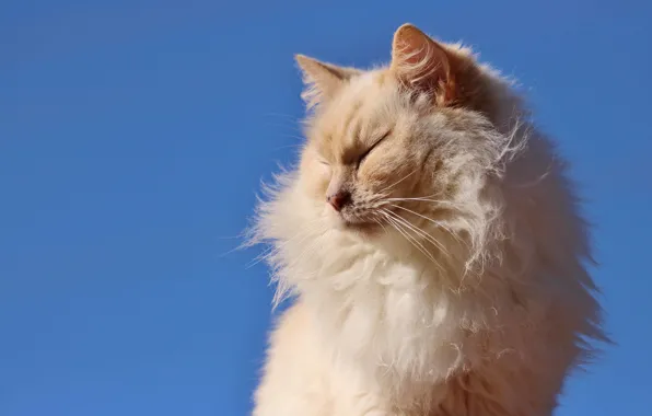 Download wallpaper cat, background, fluffy, cat, section cats in ...