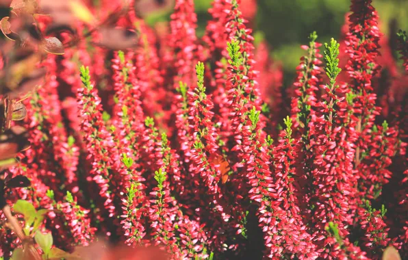 Wallpaper flower, pink, autumn for mobile and desktop, section природа ...