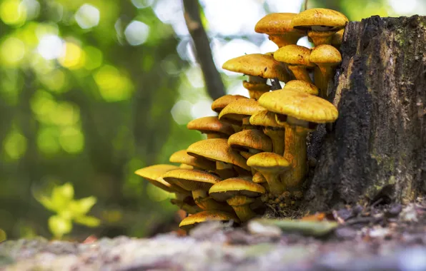 Wallpaper nature, mushrooms, mushroom, stump, a lot, family, mushrooms ...