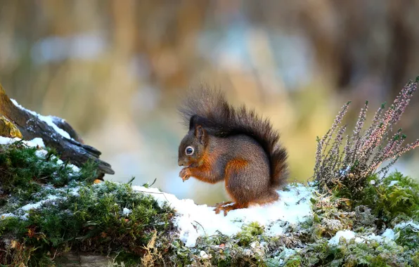 Download wallpaper snow, nature, background, moss, protein, Heather ...